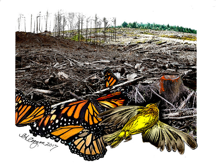 The Butterfly Effect — Climate change threatens everyone | The Altamont ...