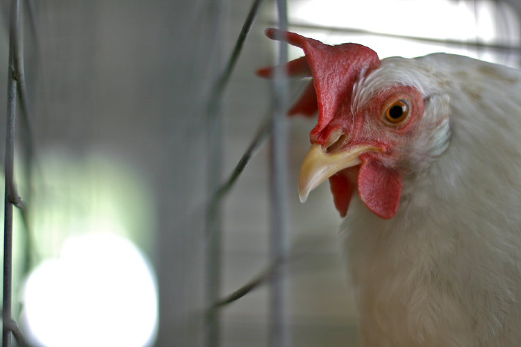 ZBA applicant seeking chickens could spur change to Altamont law | The ... ZBA applicant seeking chickens could spur change to Altamont law | The ...
