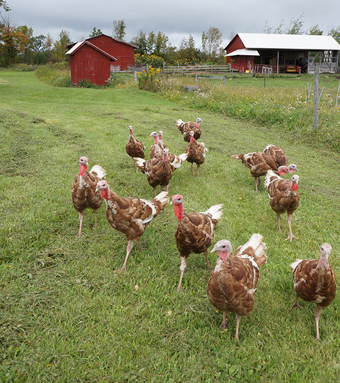 Knox farmers vanish after being sued for debts | The Altamont Enterprise Knox farmers vanish after being sued for debts | The Altamont Enterprise