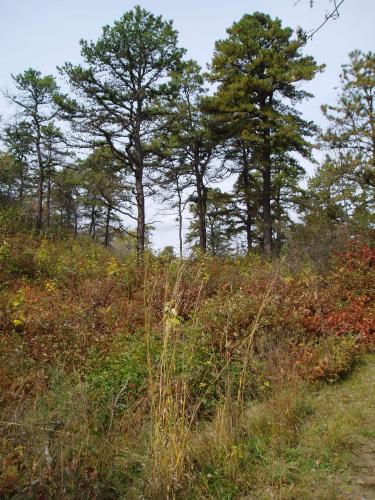 Notes from the Pine Bush | The Altamont Enterprise